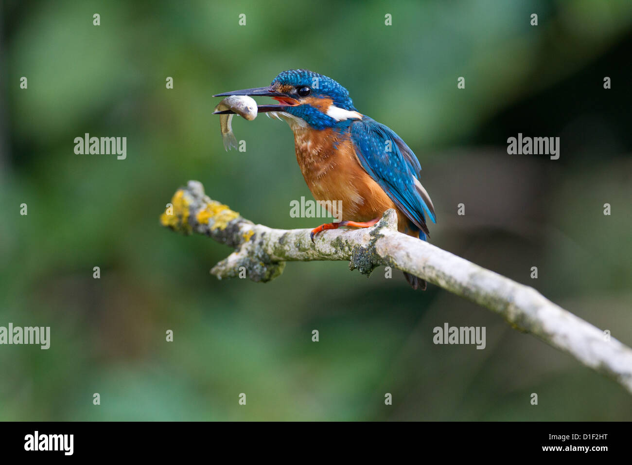 Kingfisher eating fish hi-res stock photography and images - Alamy