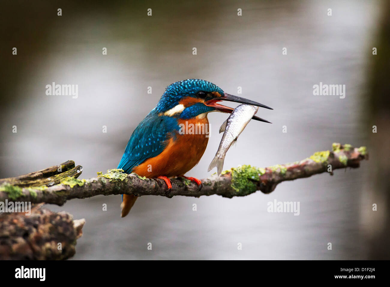 Kingfisher eating fish hi-res stock photography and images - Alamy