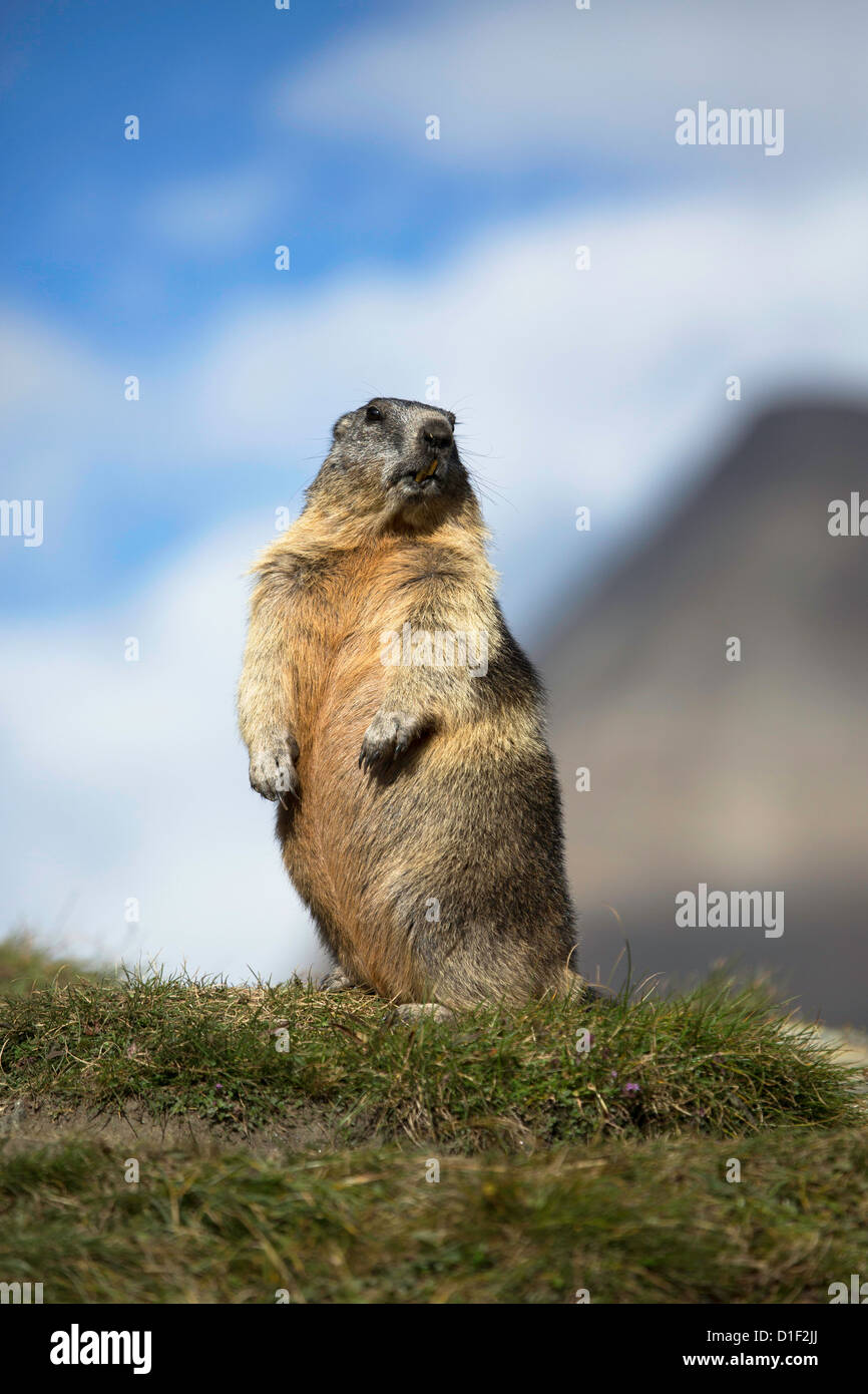 Marmota marmota hi-res stock photography and images - Alamy