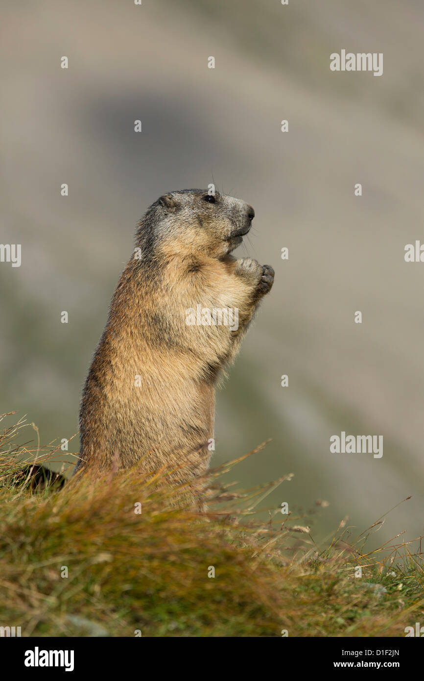 Alpine marmot (Marmota marmota Stock Photo - Alamy