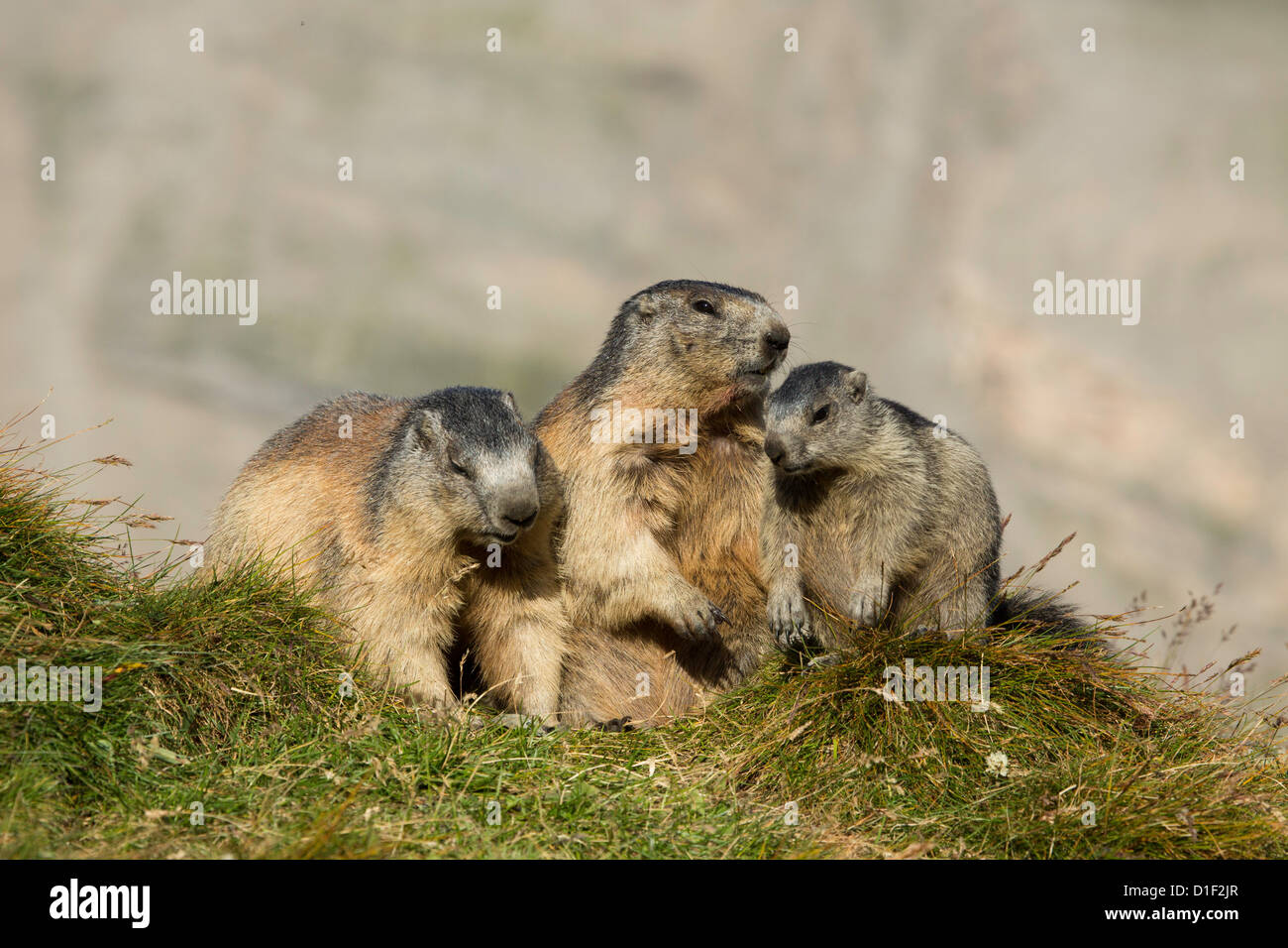 Three Alpine marmots (Marmota marmota Stock Photo - Alamy
