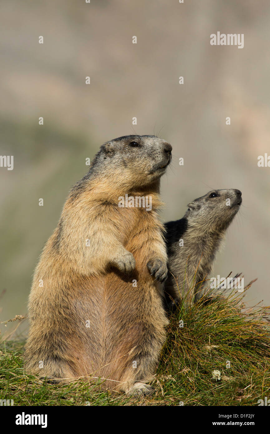 Two Alpine marmots (Marmota marmota Stock Photo - Alamy