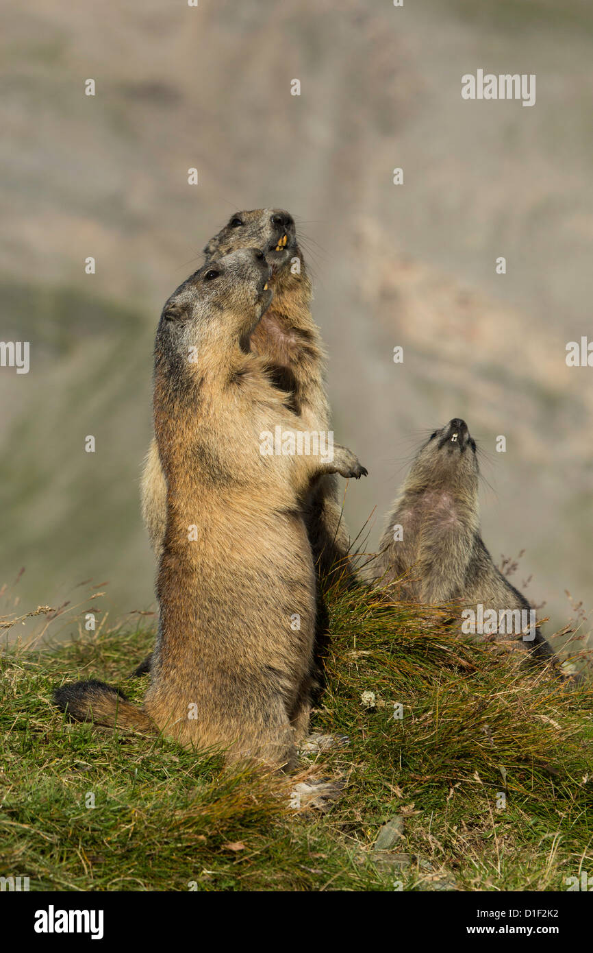 Three Alpine marmots (Marmota marmota Stock Photo - Alamy