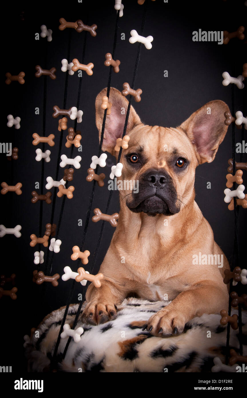 French Bulldog, portrait Stock Photo - Alamy