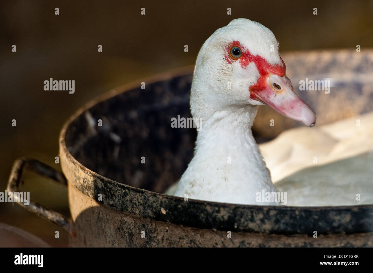 Duck in pot, portrait Stock Photo - Alamy