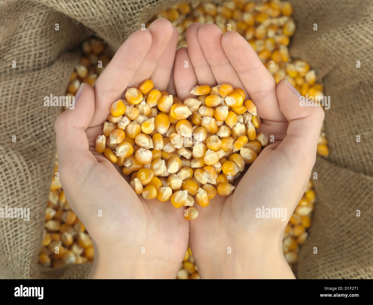 hands that hold corn in heart shape over a canvas bag Stock Photo - Alamy