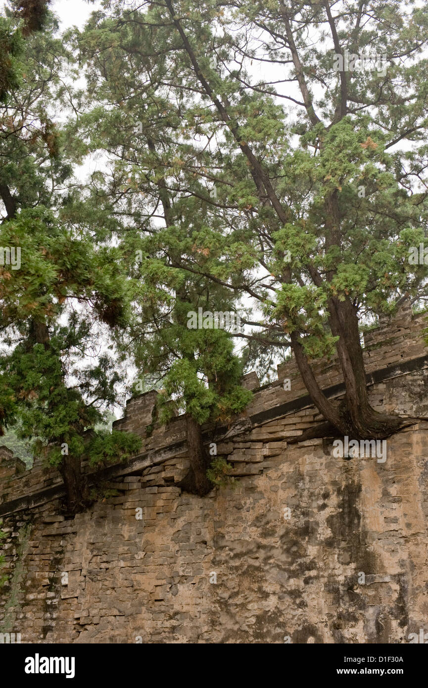 three tree breaking through wall in China Stock Photo - Alamy