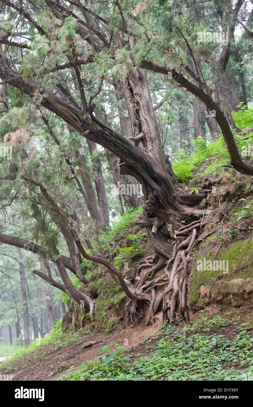 Ancient tree with large roots on display Stock Photo - Alamy