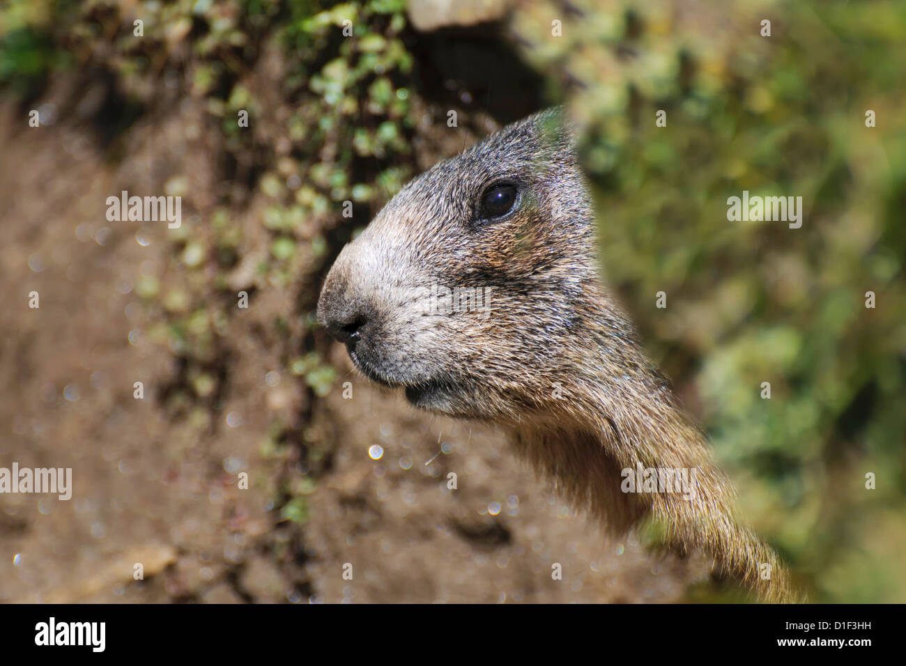 Head of a marmot Stock Photo - Alamy