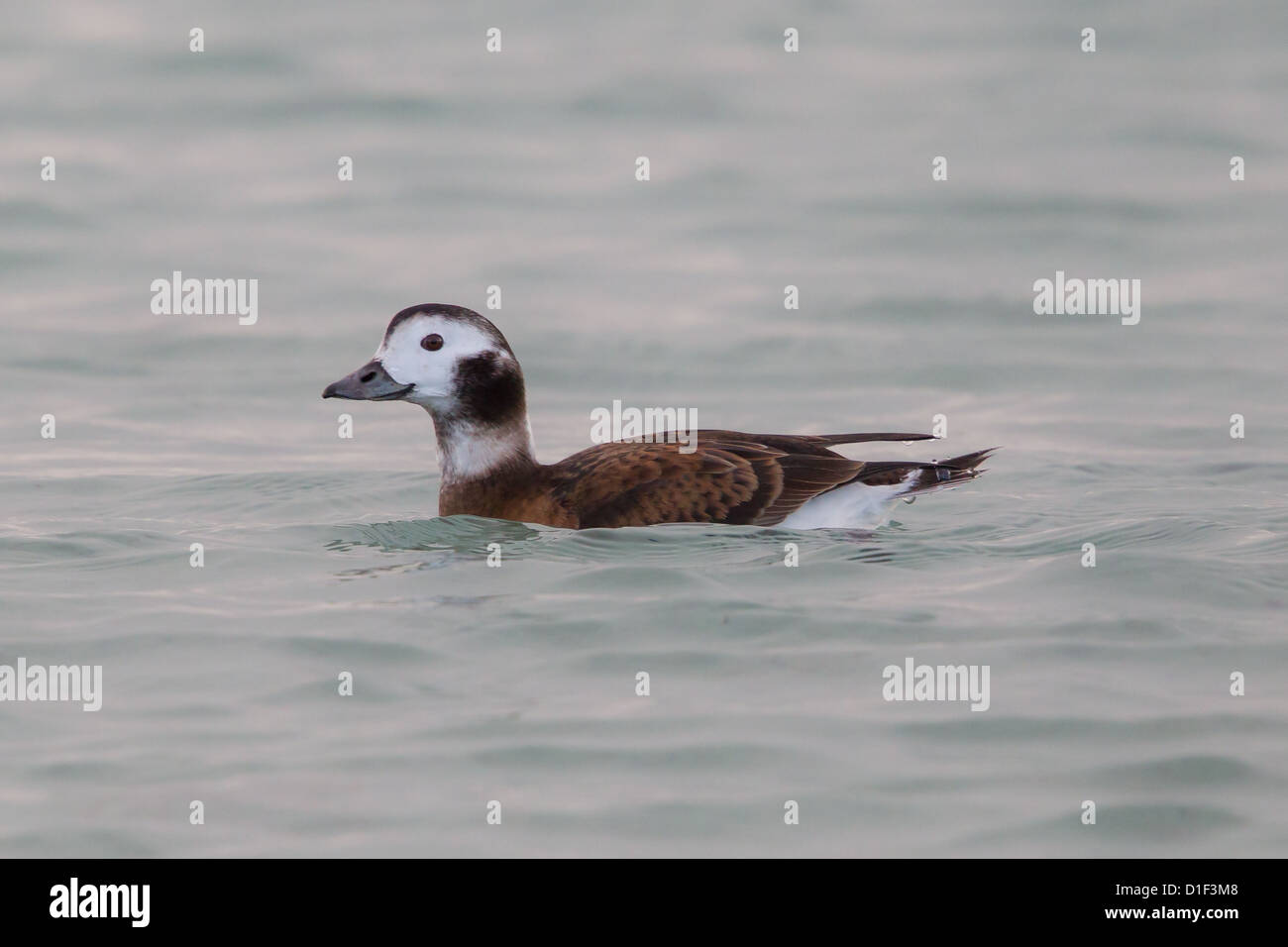 Long tailed duck uk hi-res stock photography and images - Alamy
