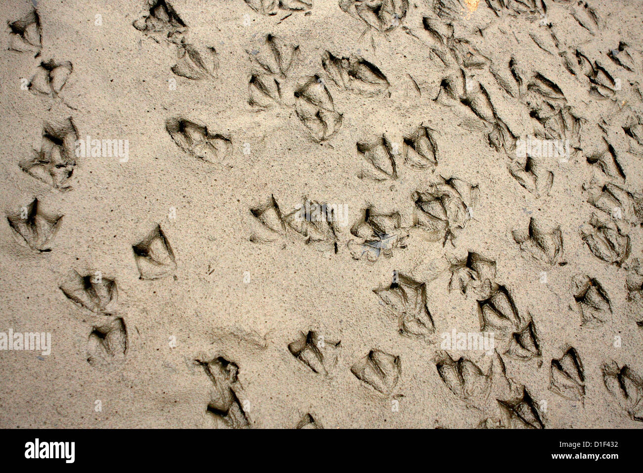 bird tracks in the mud pond Stock Photo - Alamy