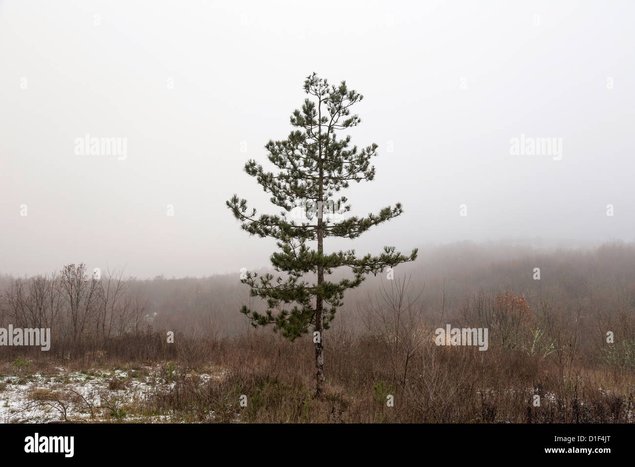 Moody pine tree in a mist Stock Photo - Alamy