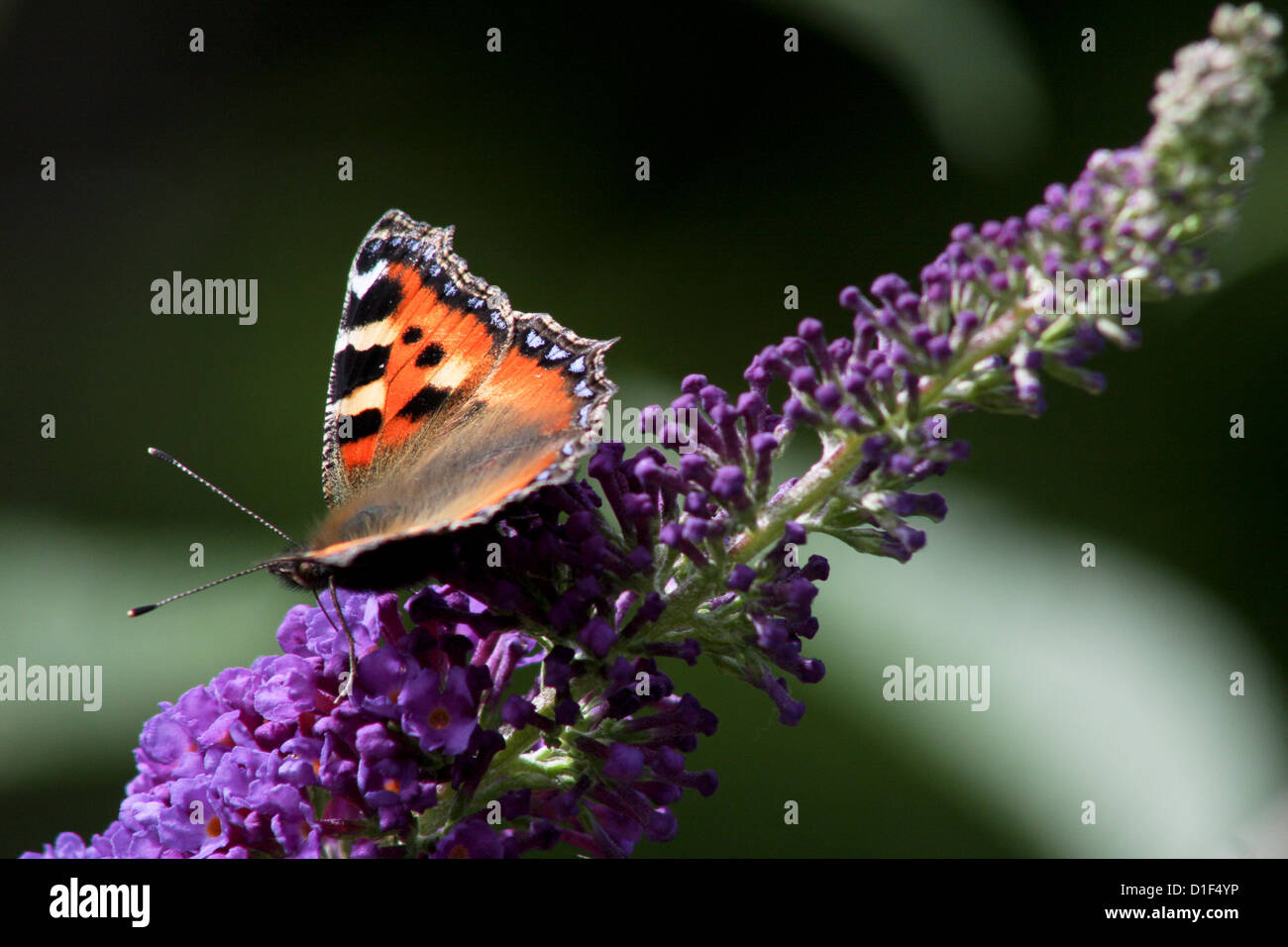 Purple buddlia hi-res stock photography and images - Alamy