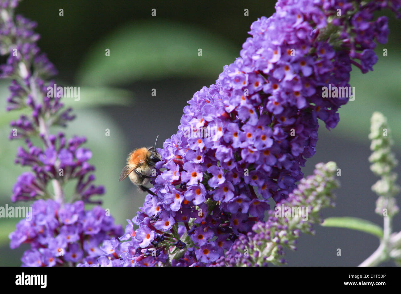 Purple buddlia hi-res stock photography and images - Alamy