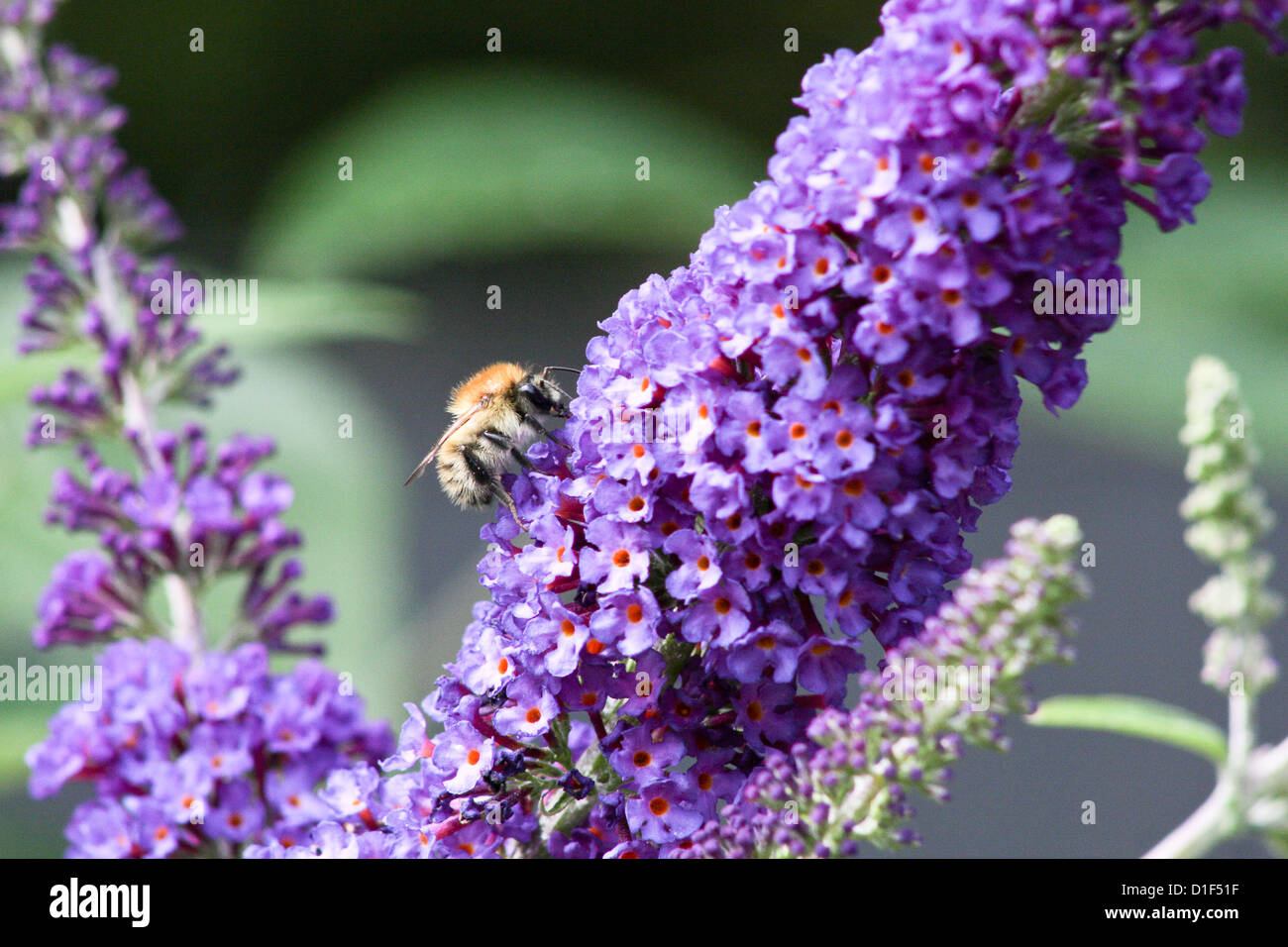 Purple buddlia hi-res stock photography and images - Alamy