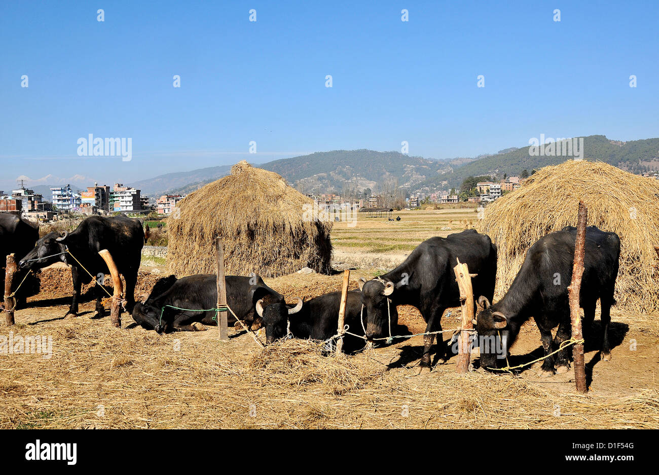 cattle grazing Banepa Kavrepalanchok district Nepal Stock Photo - Alamy