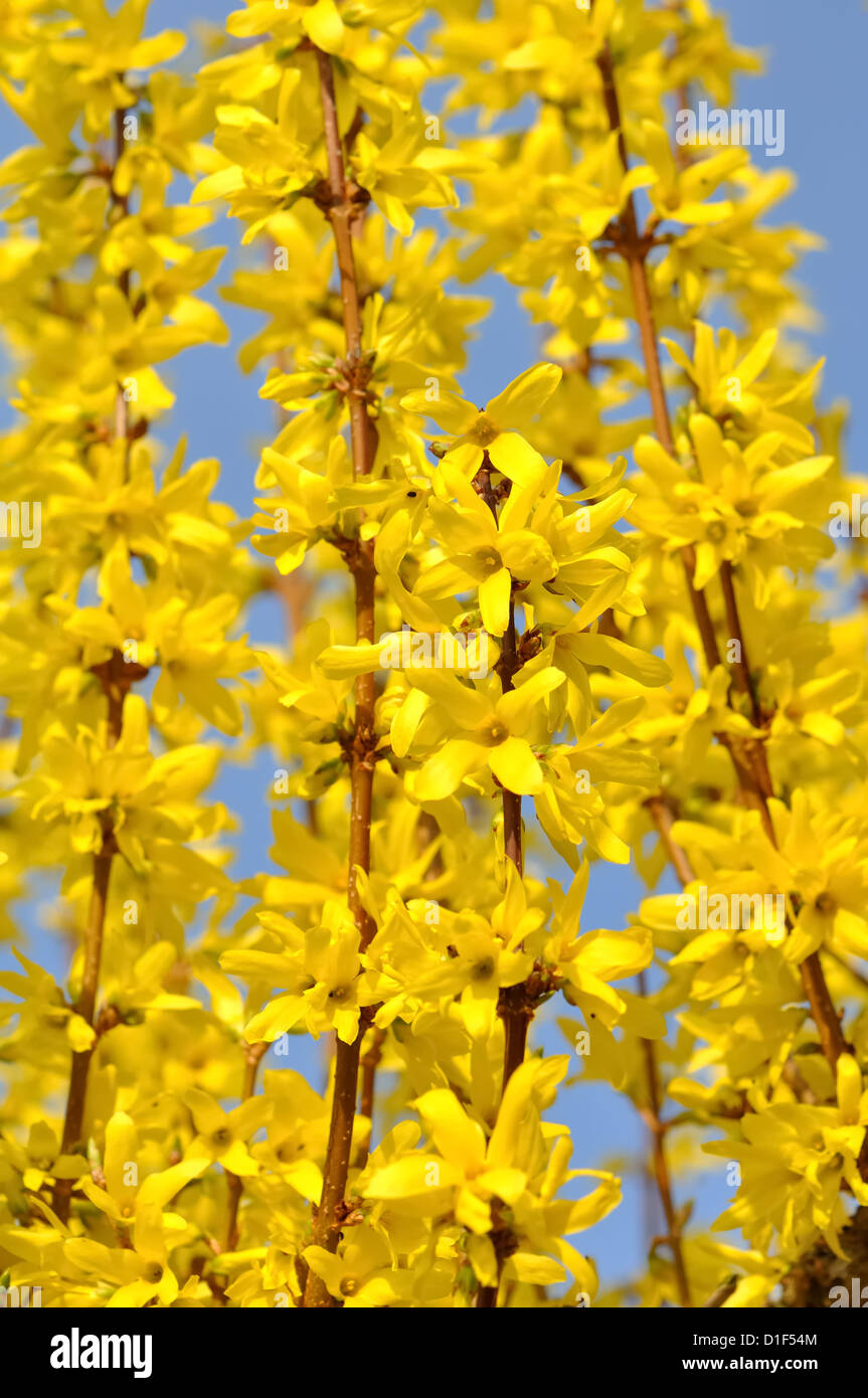 Forsythia hi-res stock photography and images - Alamy
