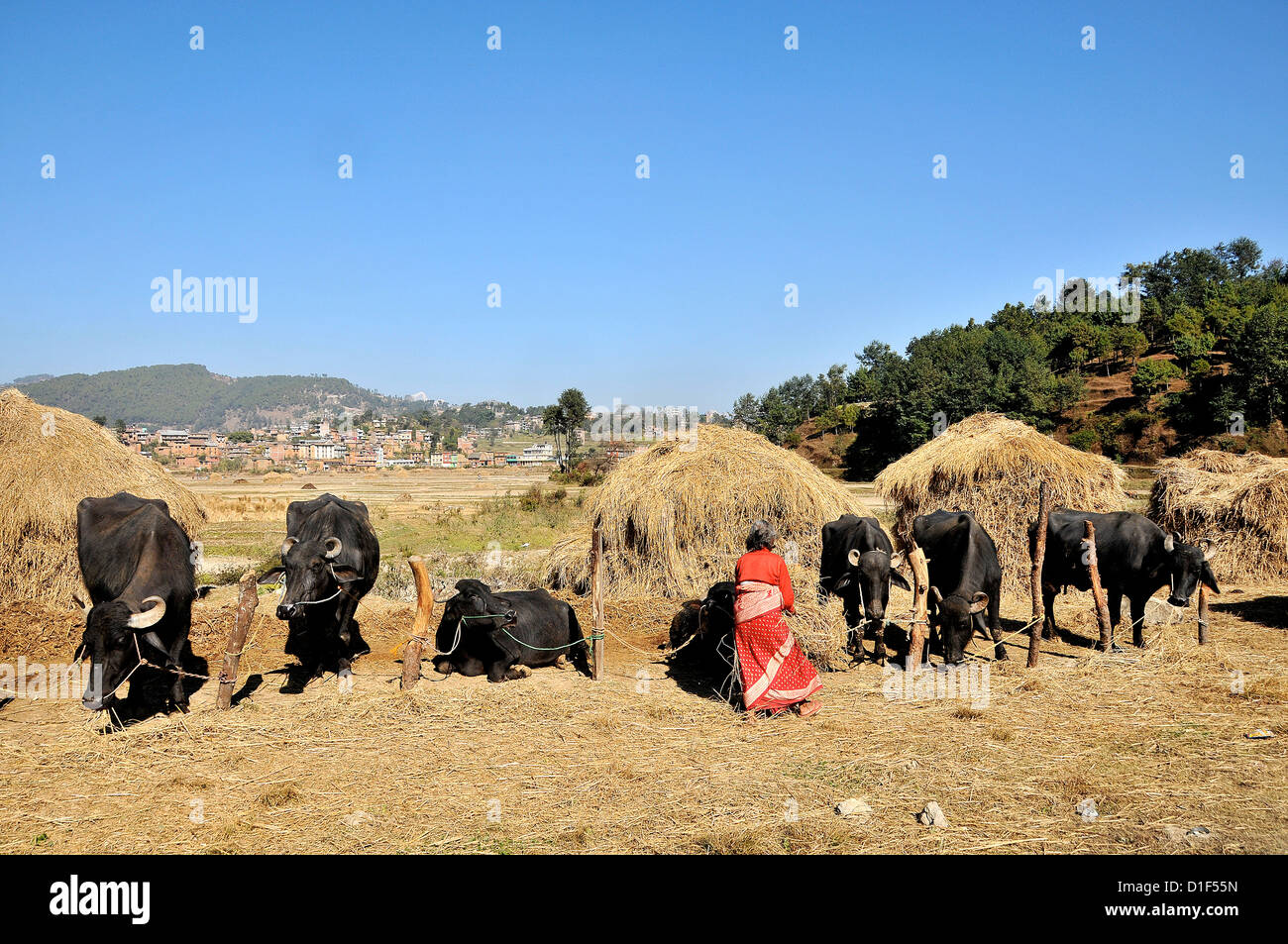 cattle grazing Banepa Kavrepalanchok district Nepal Stock Photo - Alamy