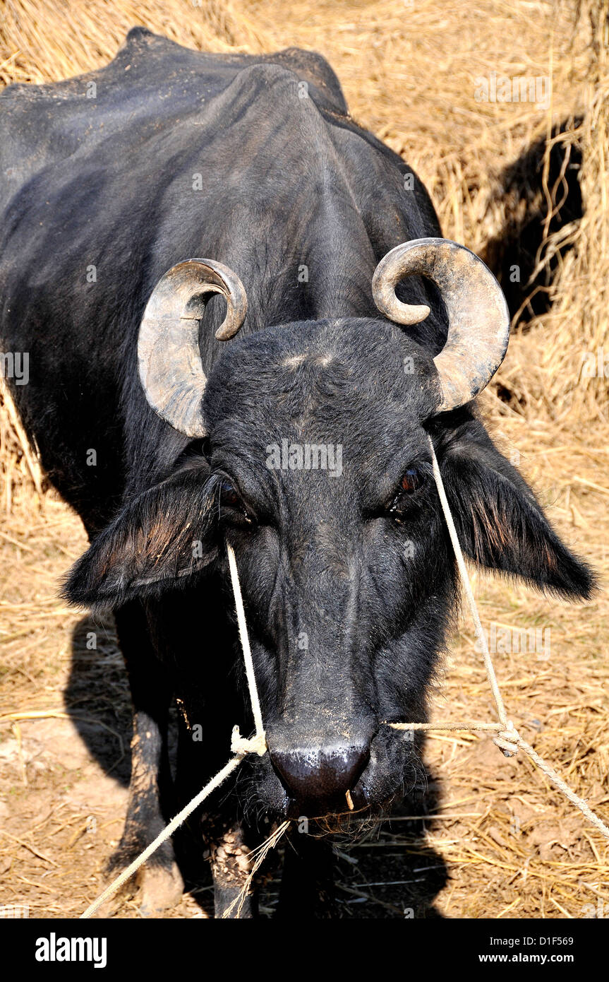 cattle Banepa Kavrepalanchok district Nepal Stock Photo - Alamy