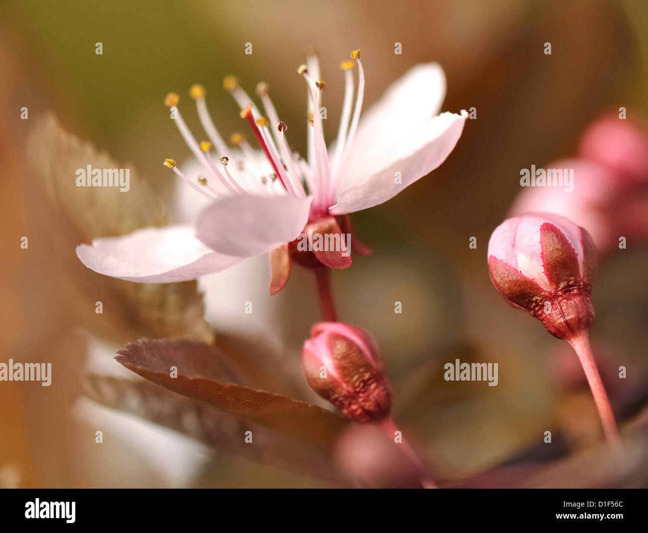 beautiful and delicate flower and pink buds of prunus Stock Photo - Alamy