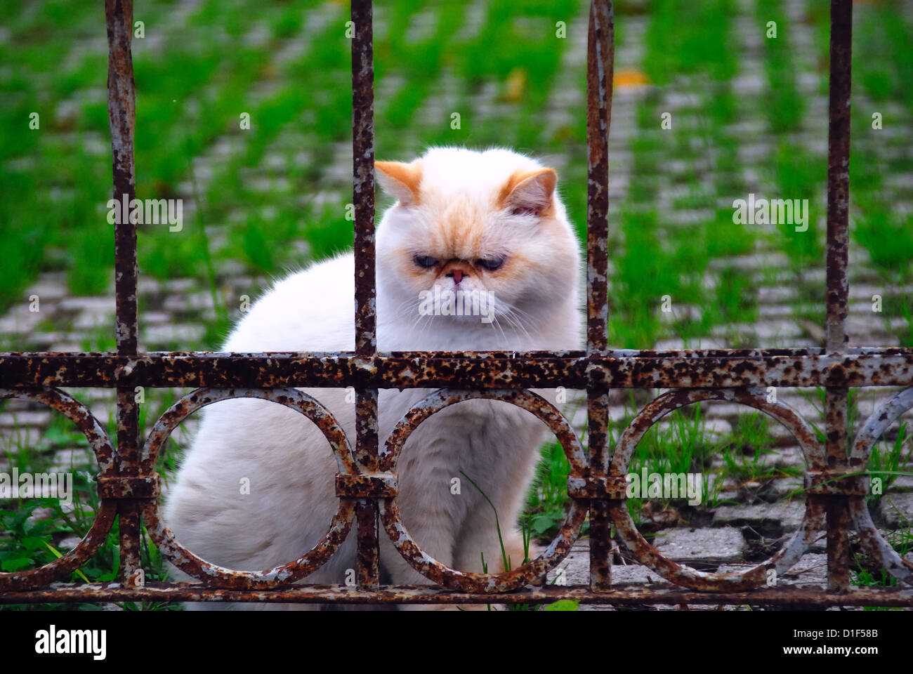 A Persian cat behind a gate Stock Photo - Alamy