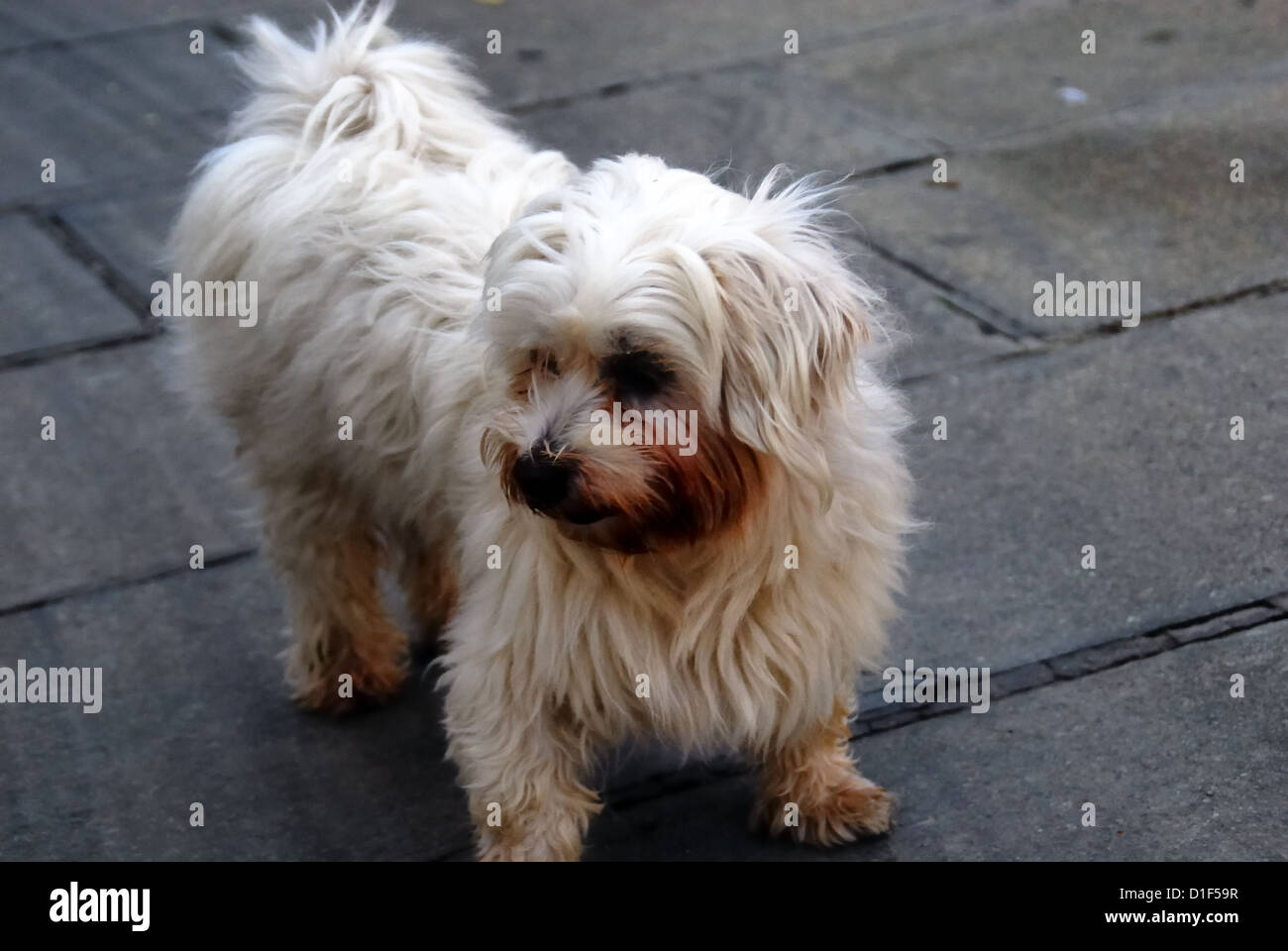 A cute mongrel dog Stock Photo - Alamy