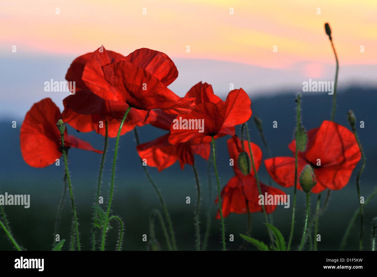 Poppies in sunset hi-res stock photography and images - Alamy