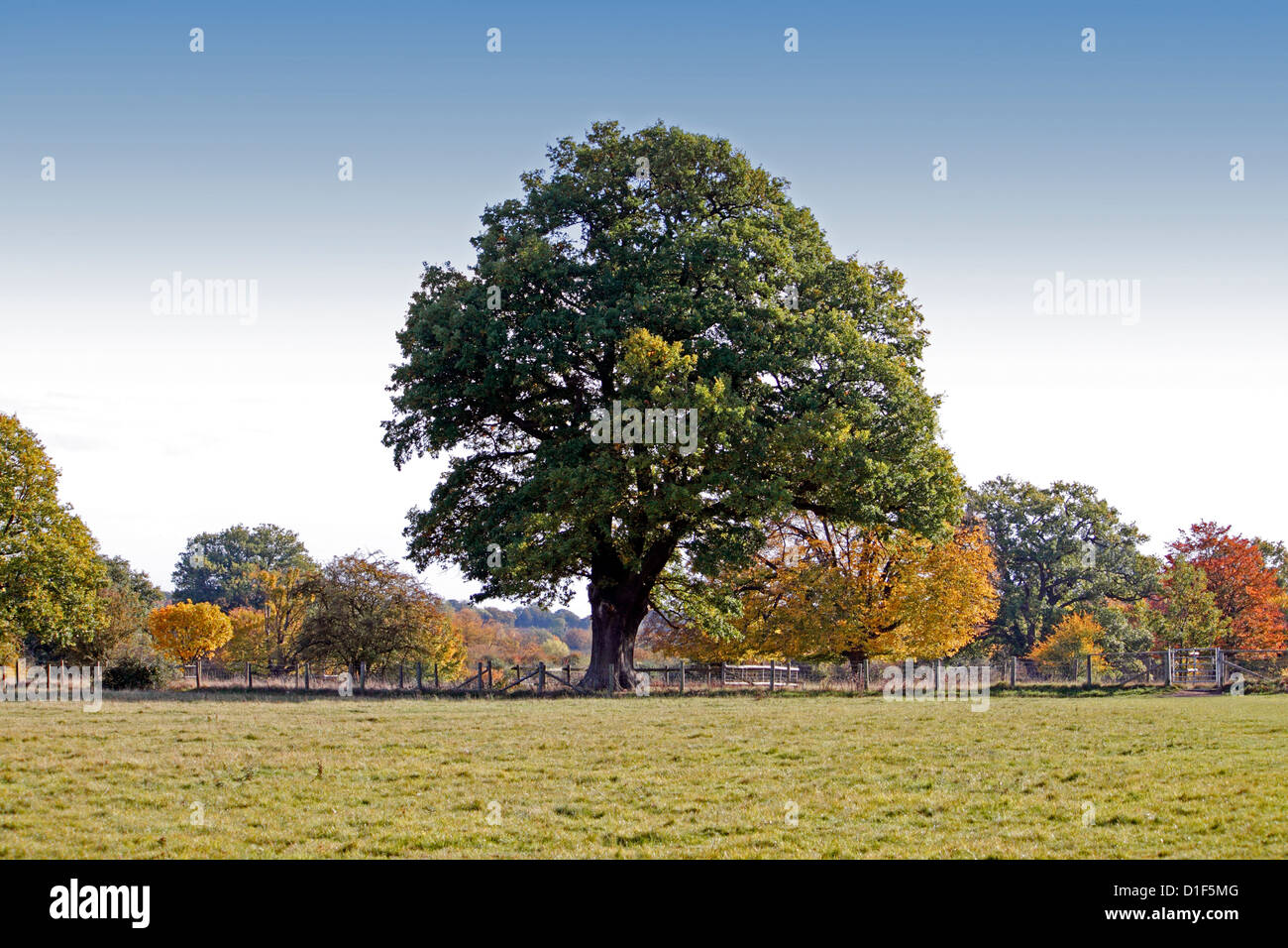 QUERCUS PETRAEA. SESSILE OAK Stock Photo - Alamy