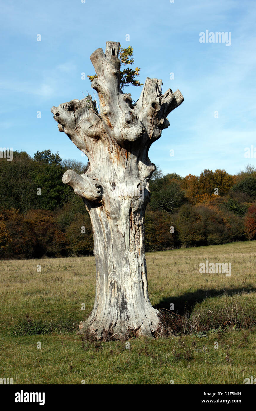 Ancient tree stump hi-res stock photography and images - Alamy