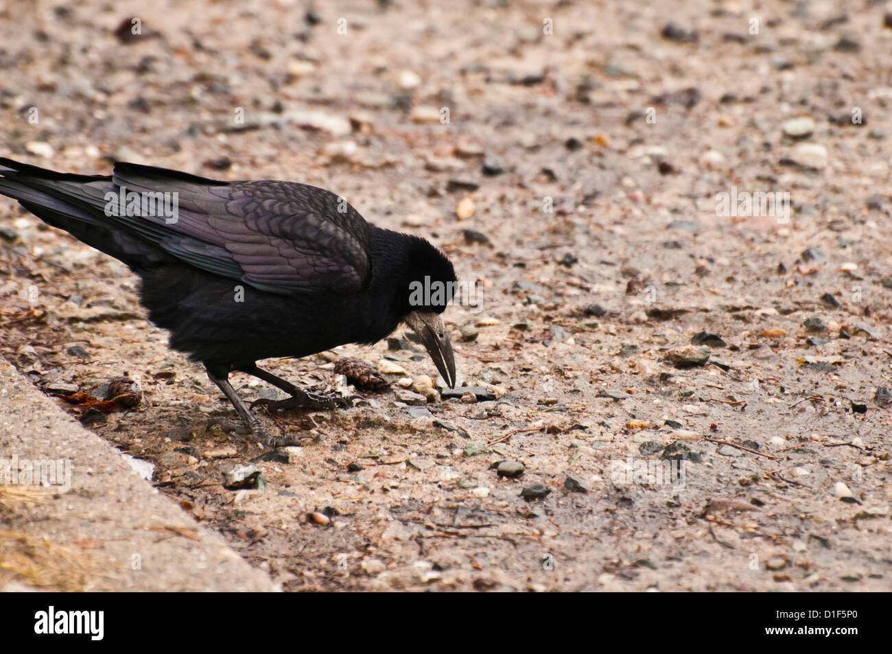 Picking and feeding hi-res stock photography and images - Alamy