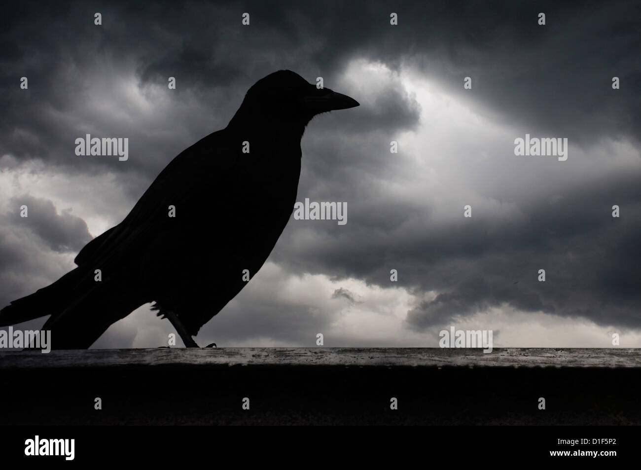 Crow silhouette hi-res stock photography and images - Alamy
