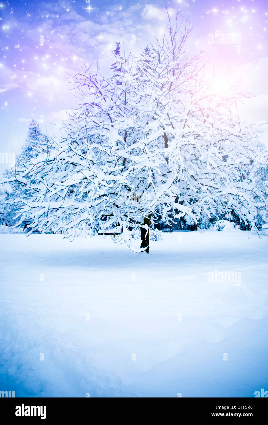 winter tree covered with snow and magical stars around it Stock Photo ...