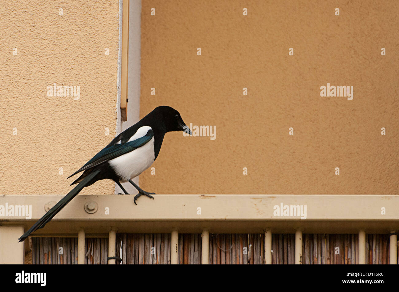 Magpie bird sitting on a balcony Stock Photo - Alamy
