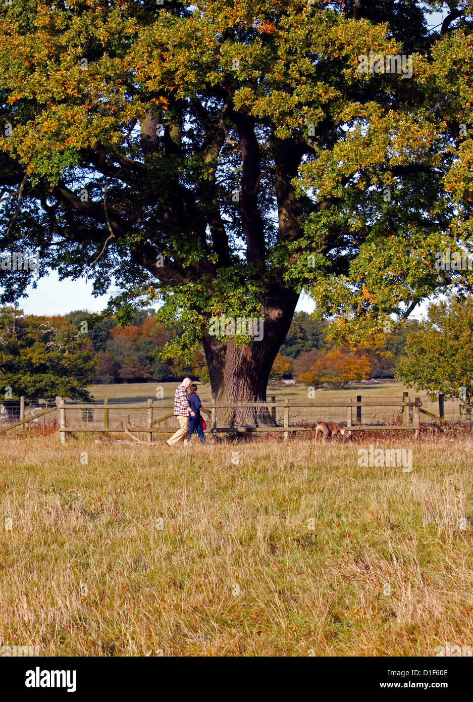 AUTUMNAL DOG WALK. HATFIELD FOREST. ESSEX UK Stock Photo - Alamy