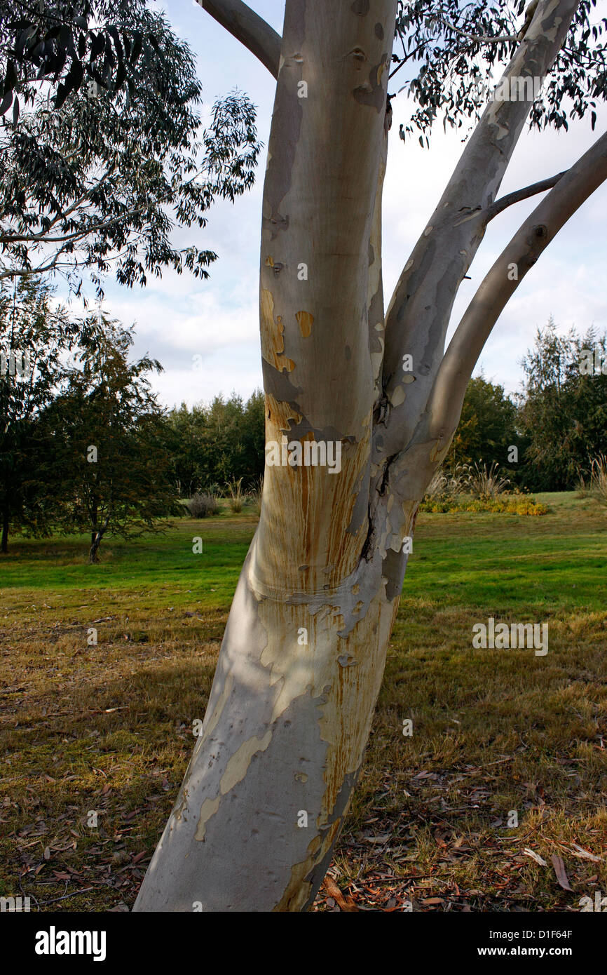 Snow gum tree hi-res stock photography and images - Alamy
