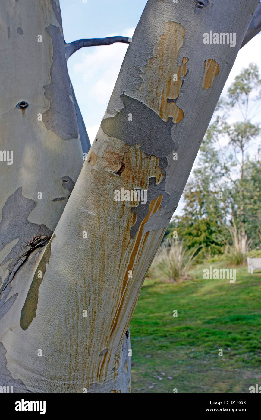 Flaky tree bark trunk hi-res stock photography and images - Alamy