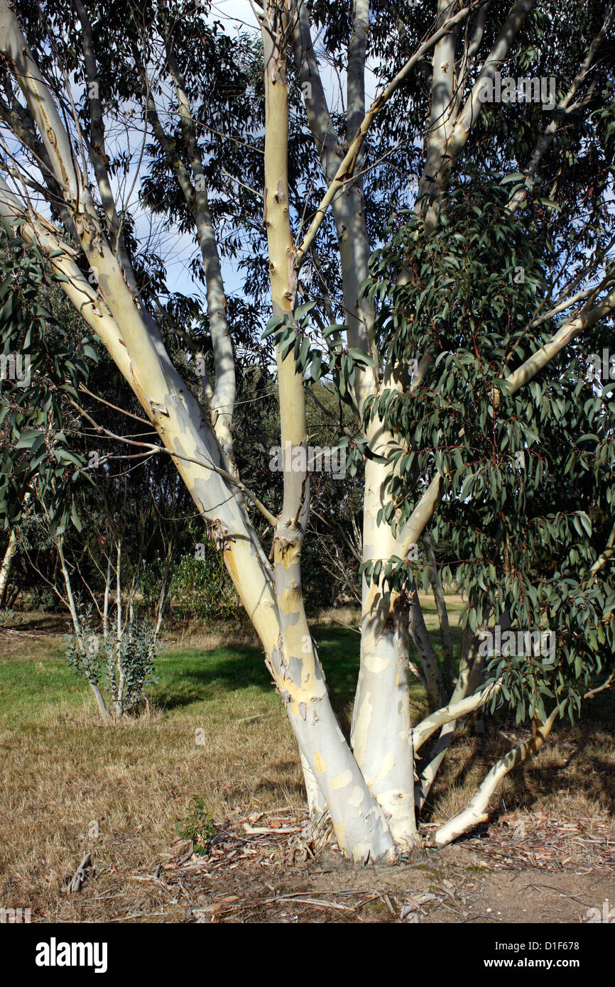 EUCALYPTUS DEBEUZEVILLE. SNOW GUM TREE. UK Stock Photo - Alamy