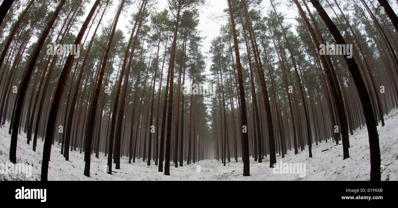 View of a pine forest near Briesen, Germany, 17 December 2012. On 18 ...