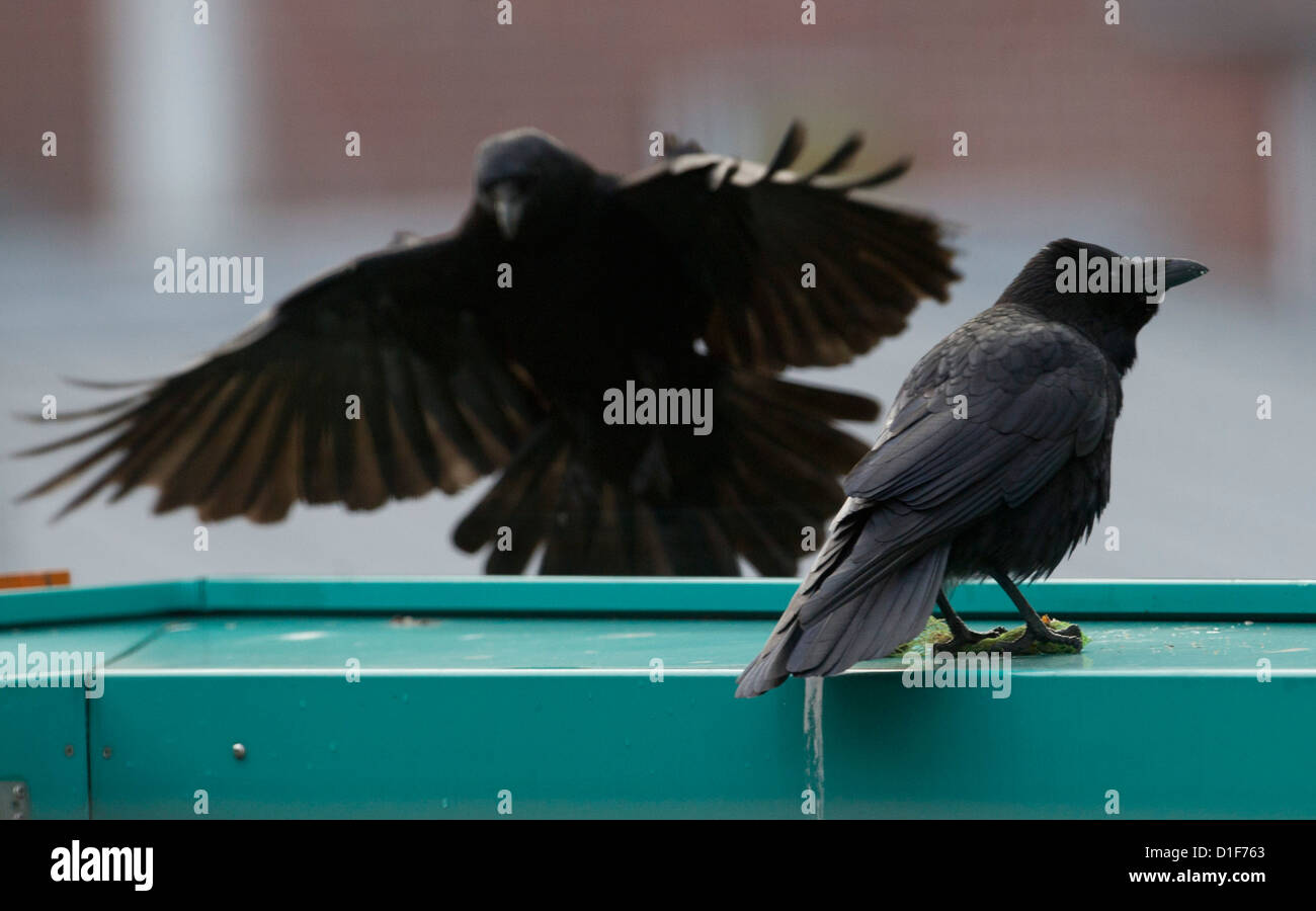 Two crows hi-res stock photography and images - Alamy