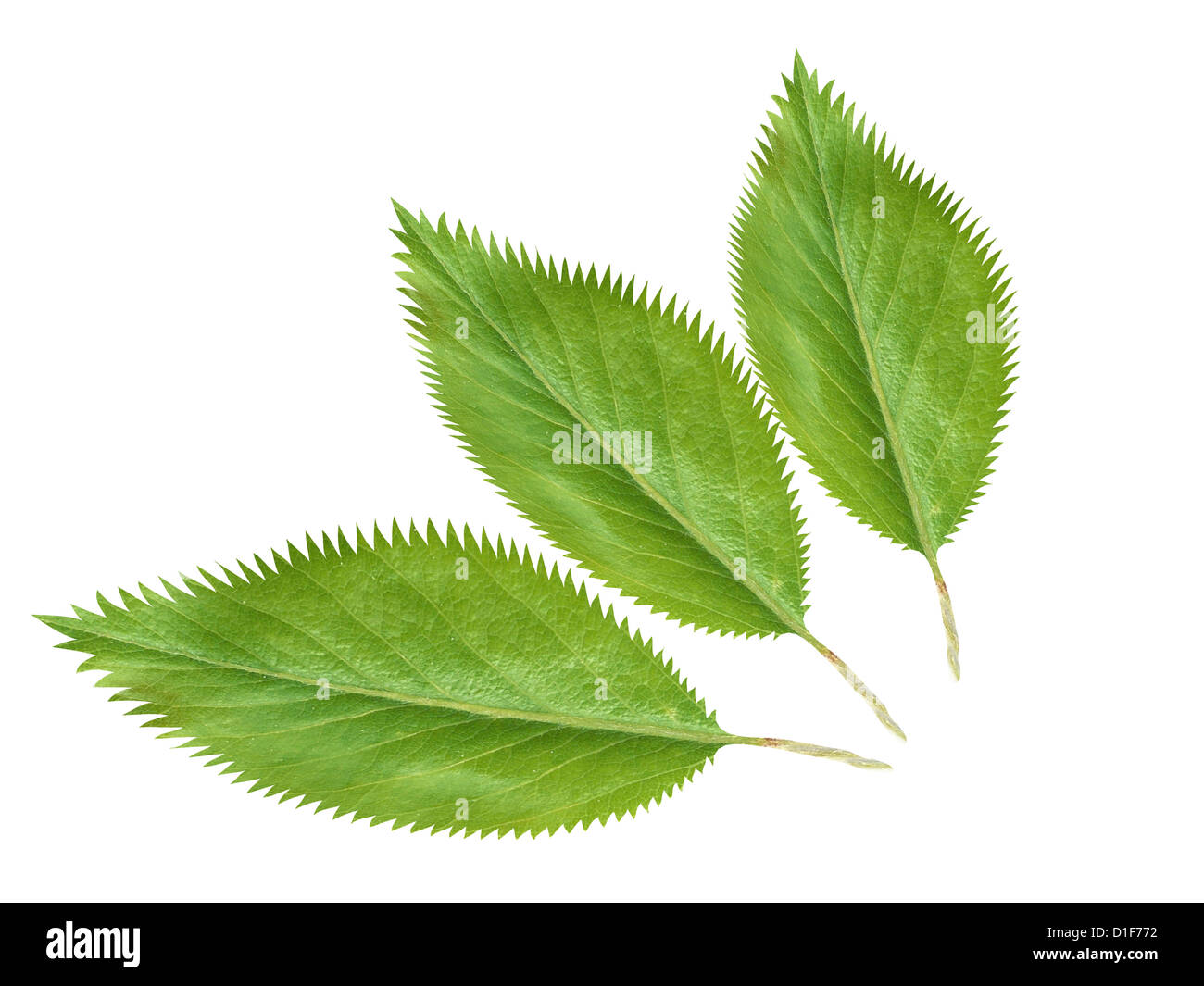 Green fresh leaves isolated on white background Stock Photo - Alamy