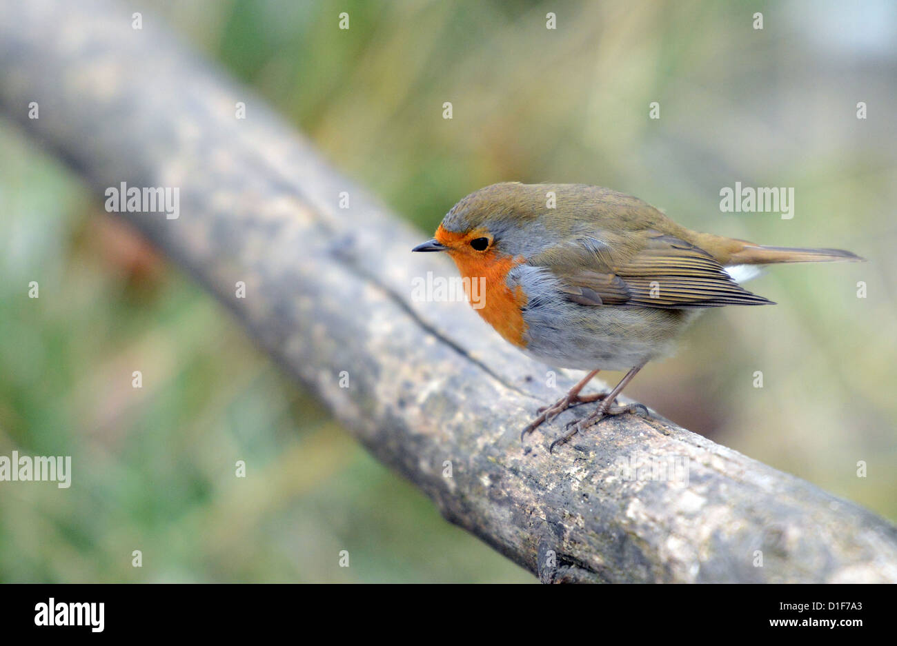A robin is seen at the zoo 'Zoom Erlebniswelt' in Gelsenkirchen ...