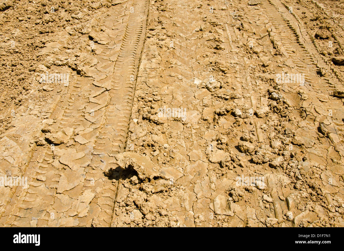 Sandy shell soil hi-res stock photography and images - Alamy