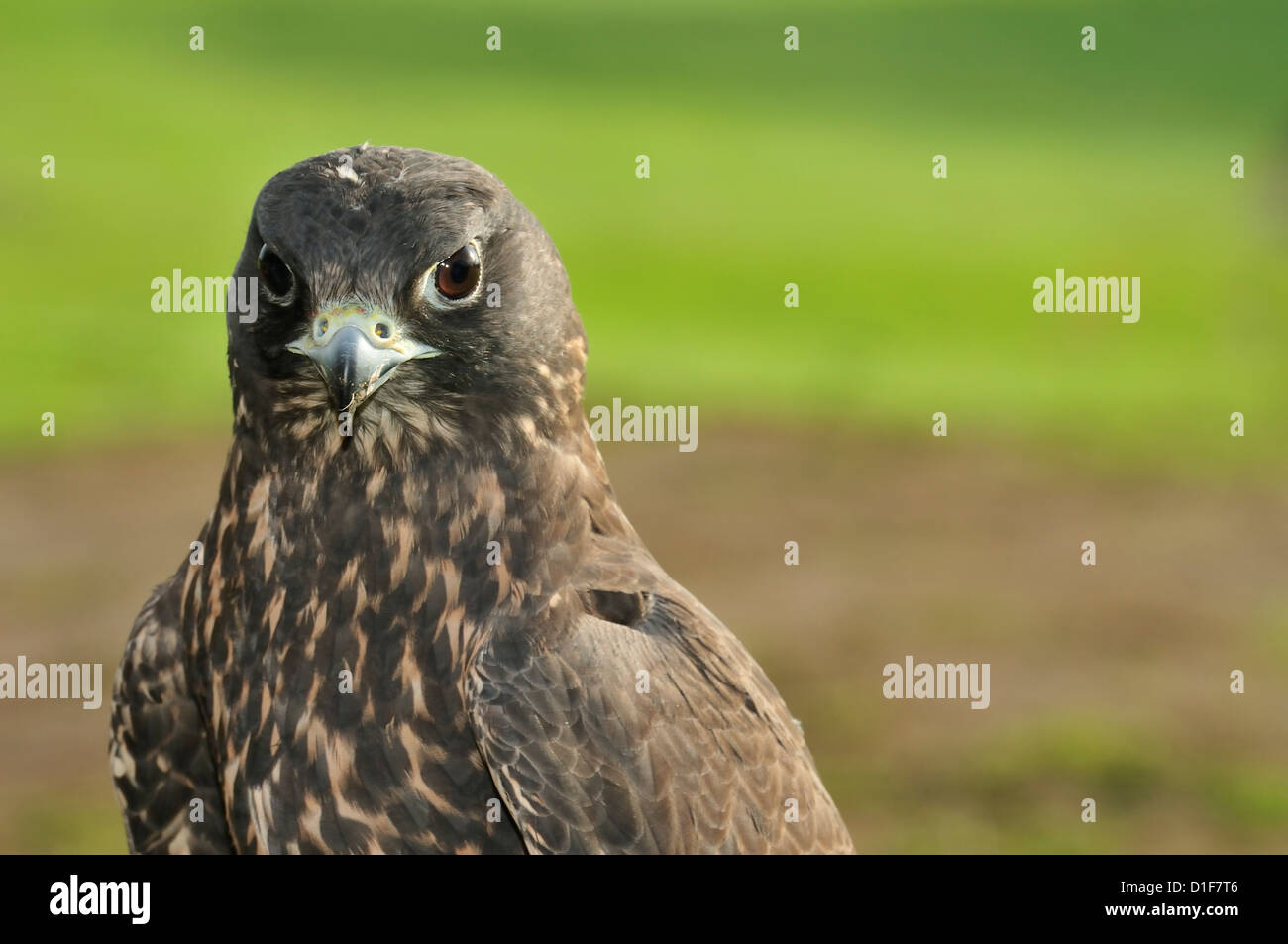 Black gyrfalcon falco rusticolus hi-res stock photography and images ...
