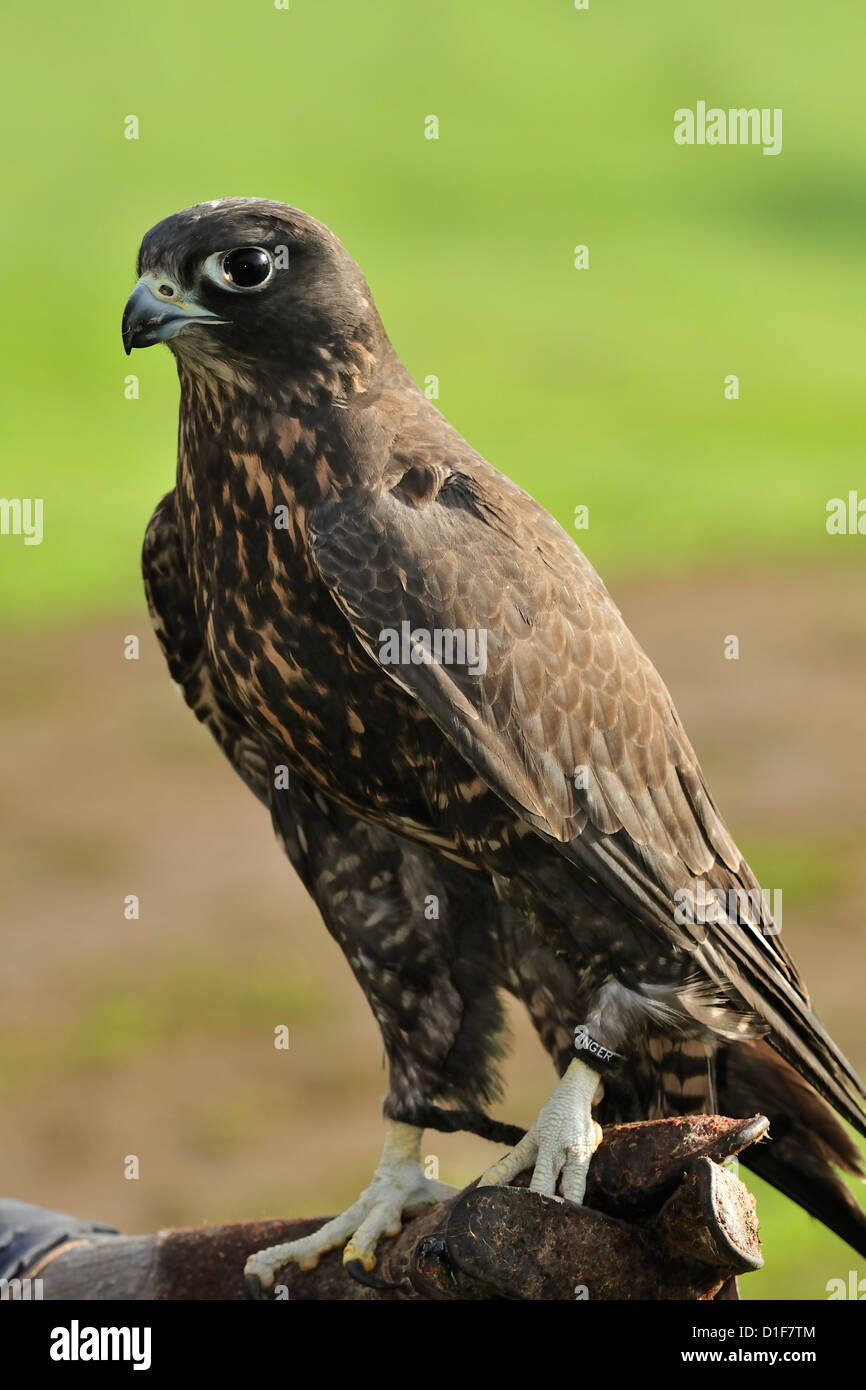 Black gyrfalcon Falco rusticolus, Italy Falconidae Stock Photo - Alamy