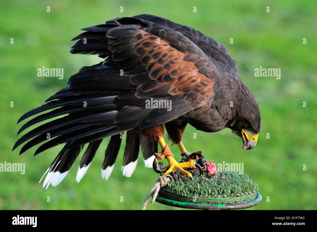 Steppe eagle, Aquila nipalensis Accipitridae Stock Photo - Alamy