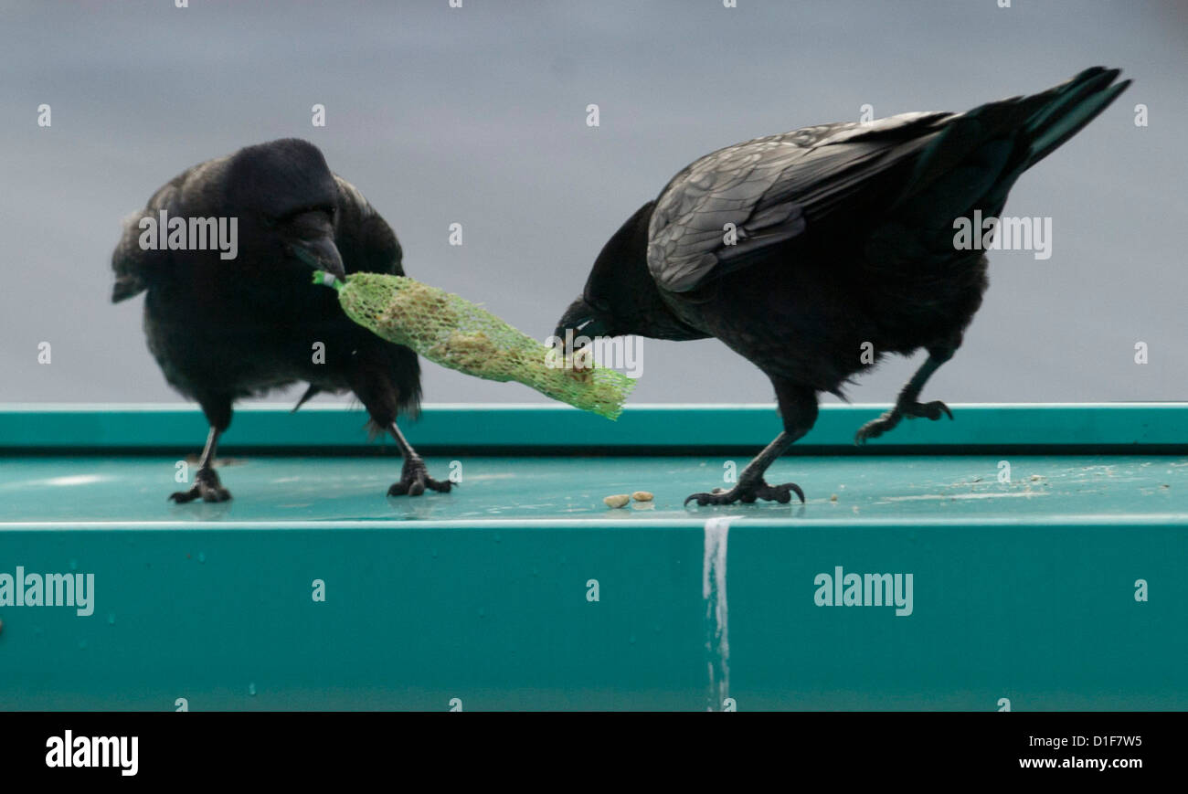 Two crows fight for food in Hanover, Germany, 17 December 2012. Photo ...