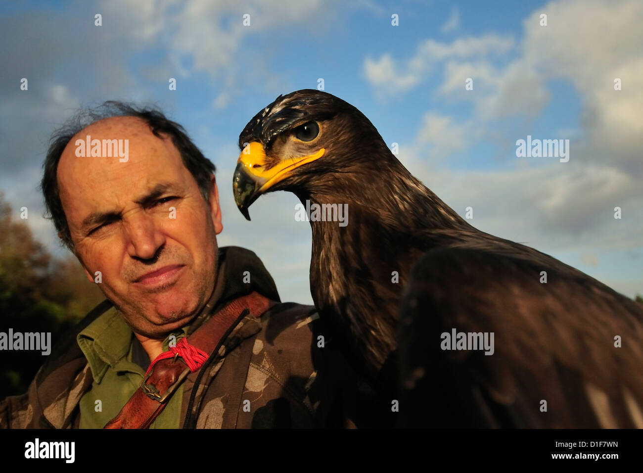 Steppe eagle, Aquila nipalensis Accipitridae Stock Photo - Alamy