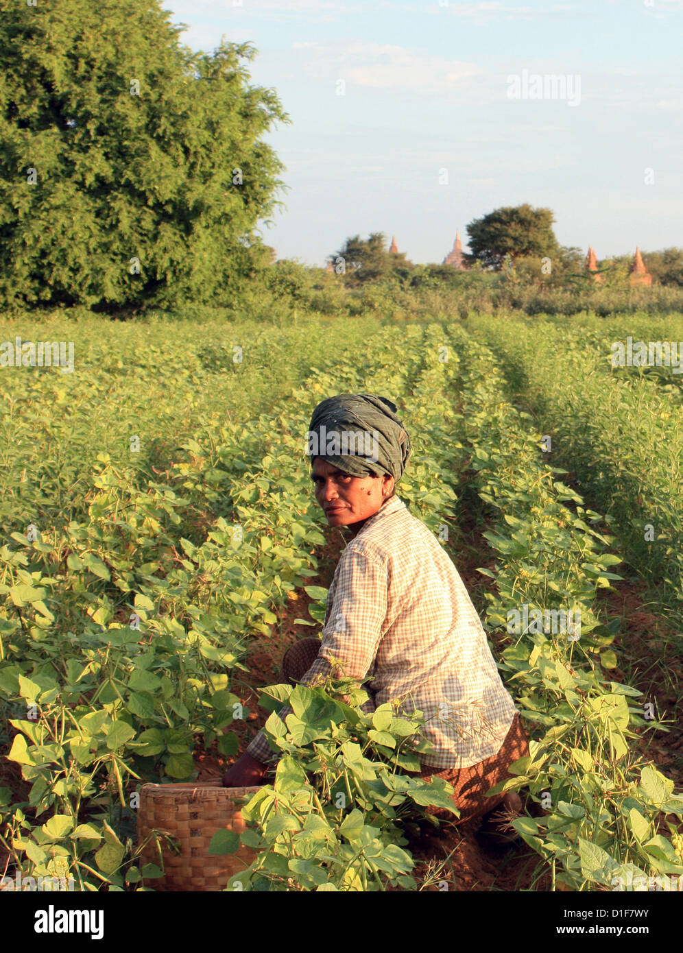 A woman works on a peanut plantation in Bagan, Myanmar, 29 October 2012 ...