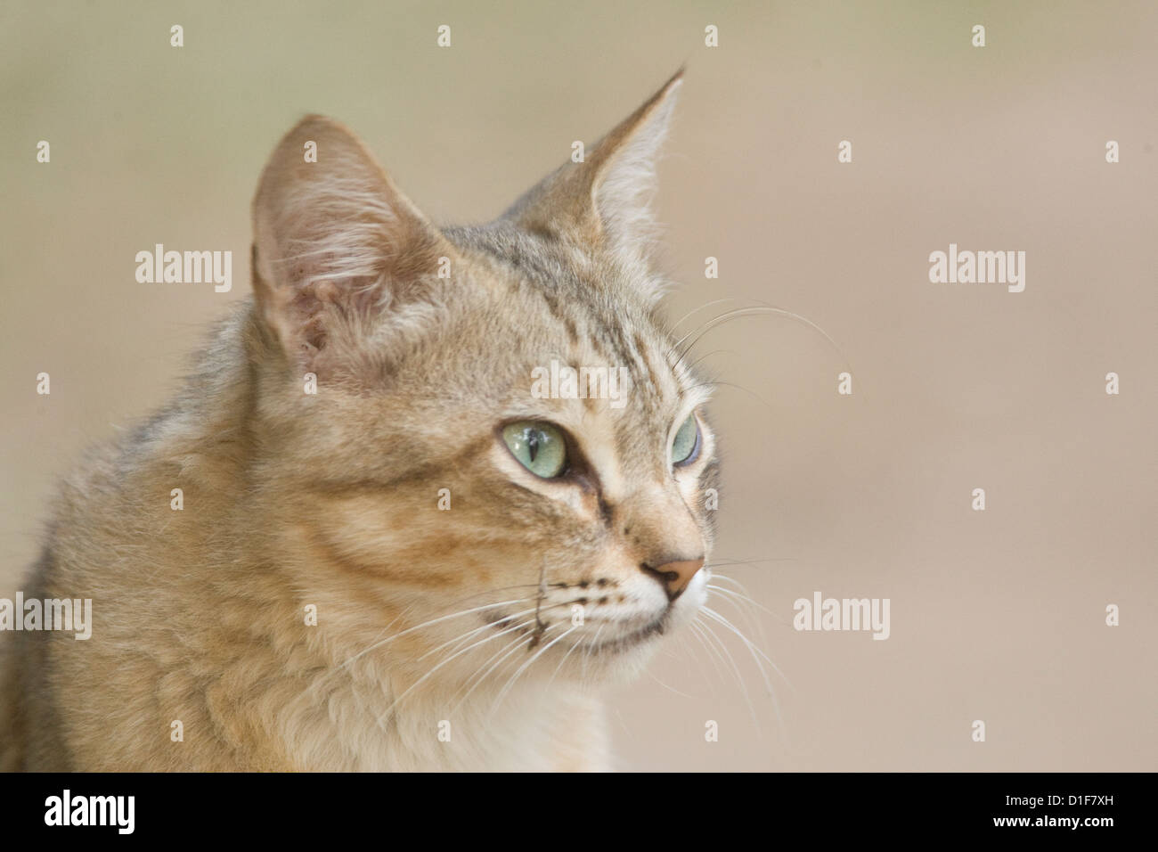 domestic cat Felis catus or Felis silvestris catus portrait at Jungle ...