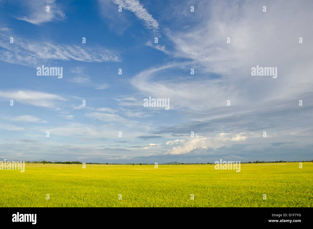 Blue and white rice hi-res stock photography and images - Alamy
